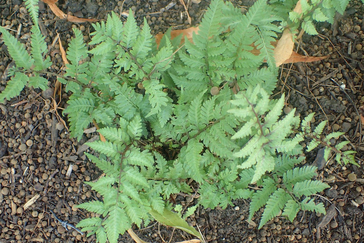 Growing and taking care of ferns - Thrive