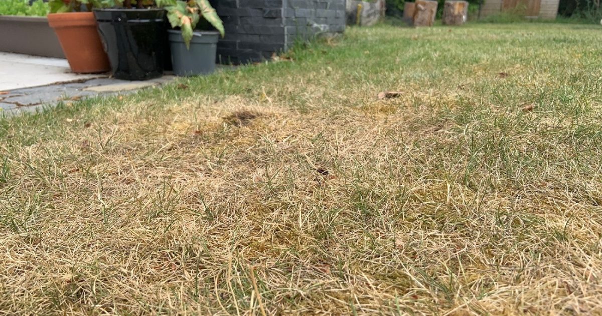 Tips to combat drought in your garden - Thrive