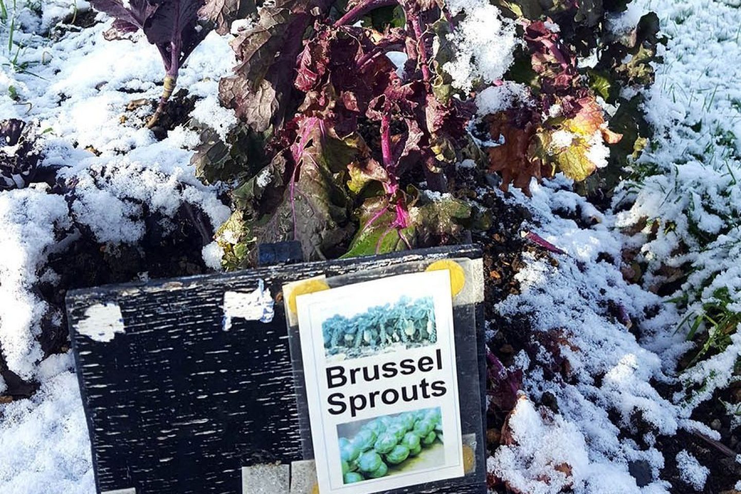 What to do in the garden in December - Thrive