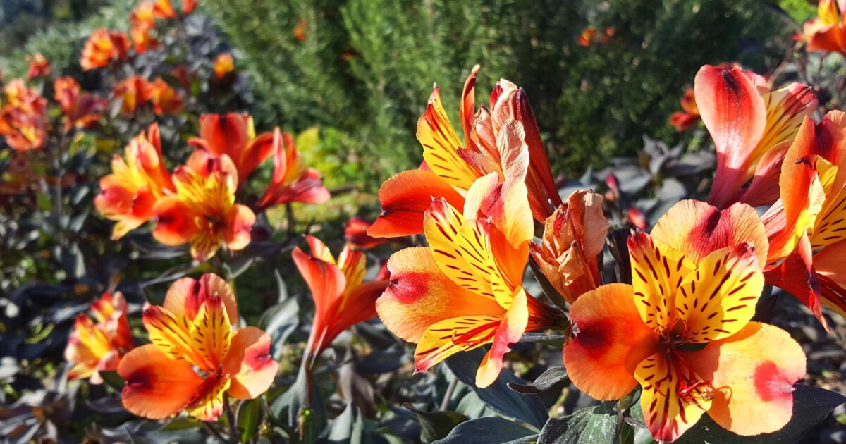 Top tips for successful plant growing - Thrive