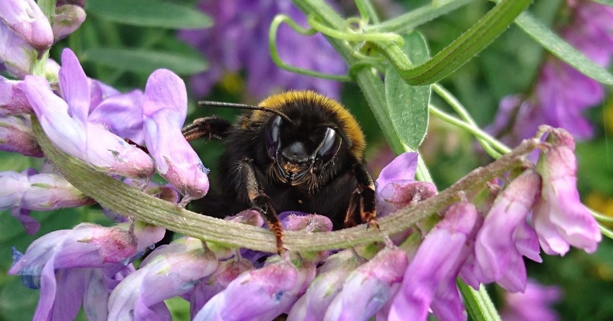 Supporting bees in your garden in winter - Thrive