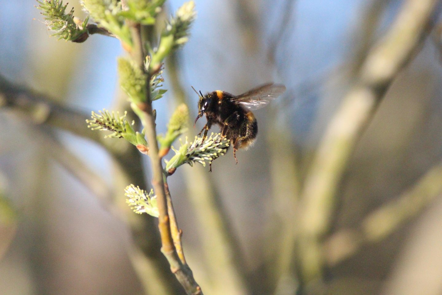 Supporting bees in your garden in winter - Thrive