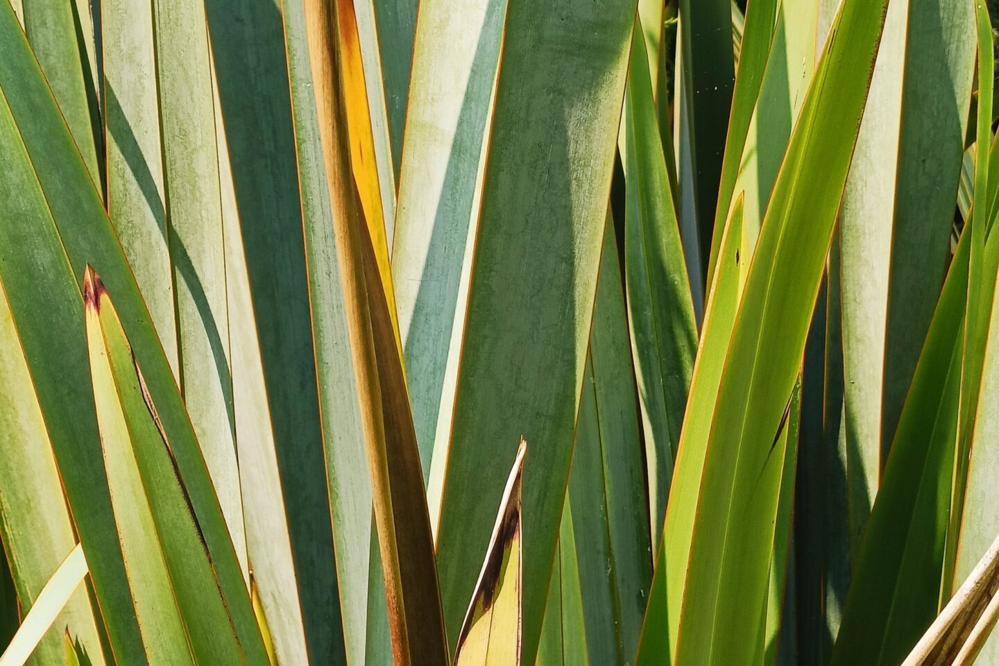 Your garden and nature photos - Thrive