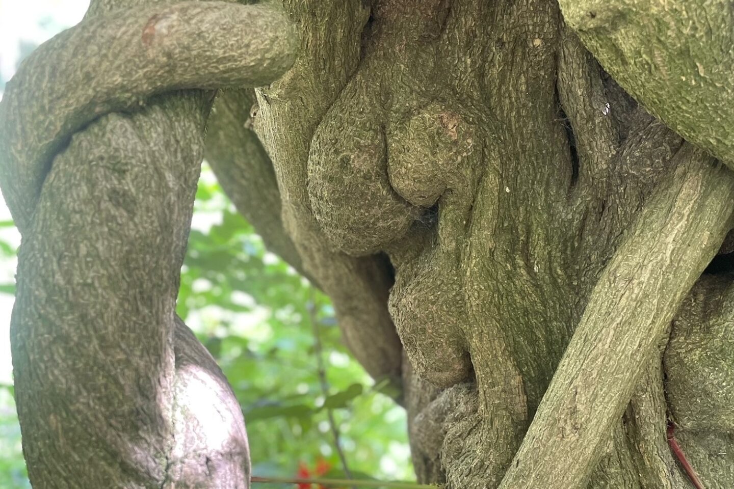 Your garden and nature photos - Thrive